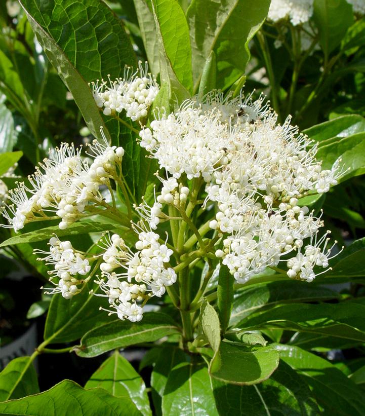 viburnum brandywine smooth witherod