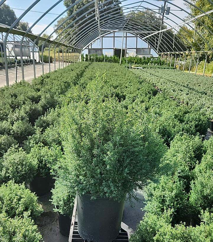 Chamaecyparis obtusa 'Blue Feathers' | Frost Farms Garden Center and ...